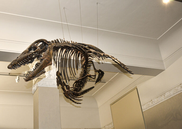 NSL Case Study: Auckland War Memorial Museum — CX Network